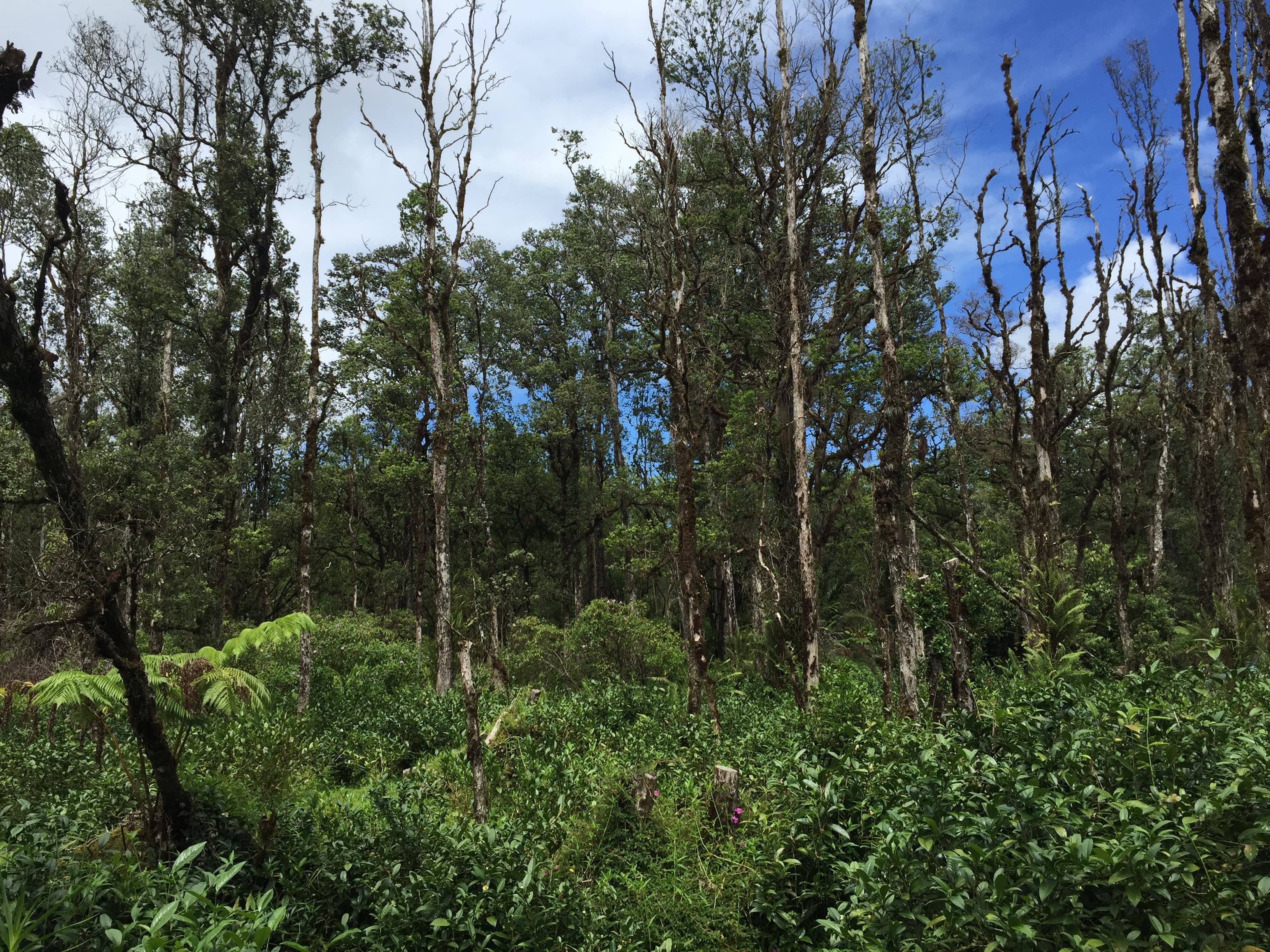 Seeing The Forest For The Tea