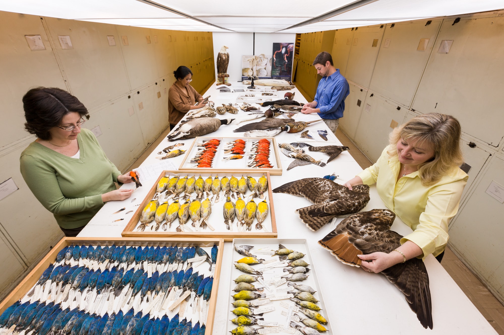 Feathers And Snarge: Identifying What’s Left After Birds And Planes ...