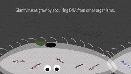 Giant Viruses Beefed Up On Host Genomes - Science Friday