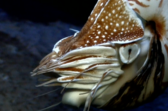 Cephalopod Week, from Science Friday