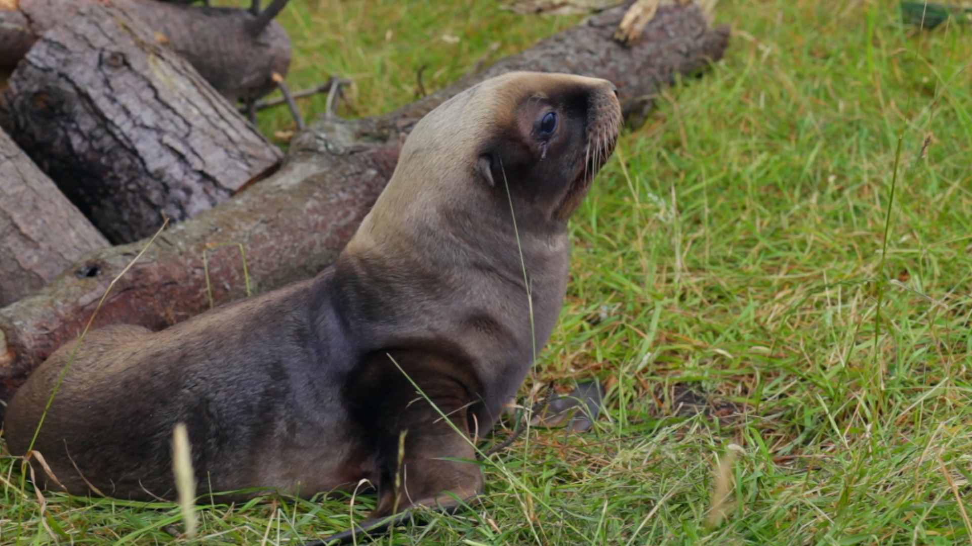 How To Save The World's Rarest Sea Lion Pups - Science Friday