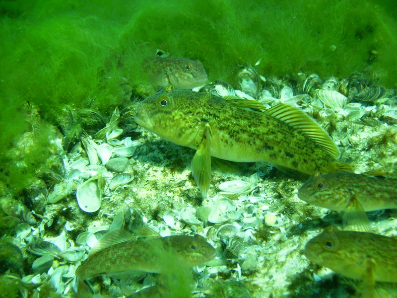 Can The Great Lakes Stay Great?