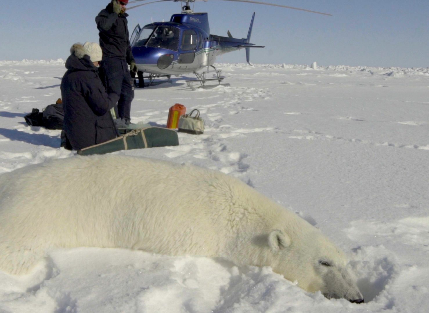 Breakthrough: Polar Bear Witness - Science Friday
