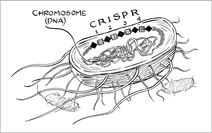 Unravelling CRISPR In The Café