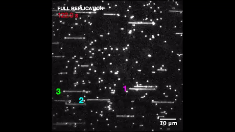 Caught On Video: How DNA Replicates - Science Friday