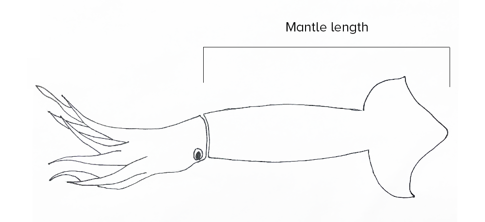 How Big Was This Squid? - Science Friday