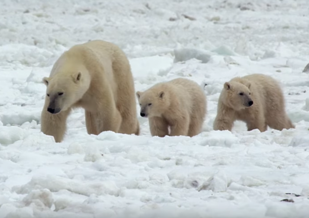 The Polar Bear Necessities