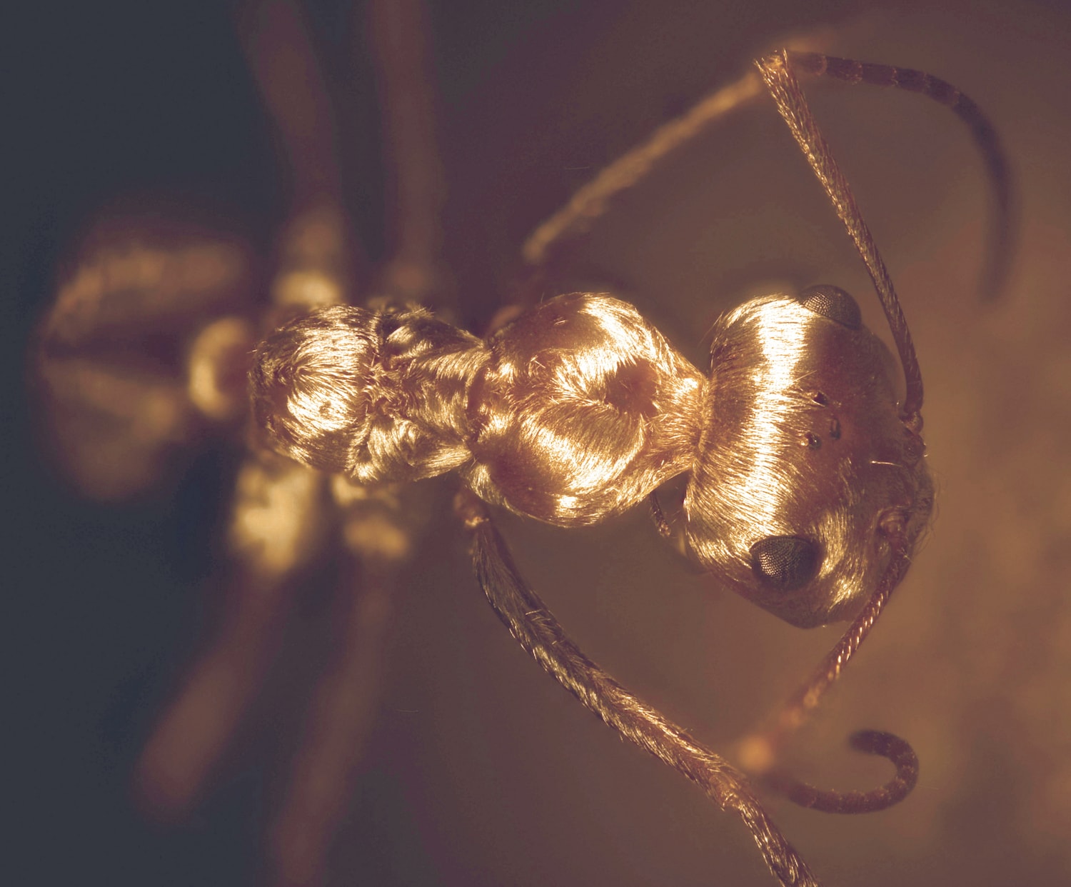 Wait, Ants Can Do That?