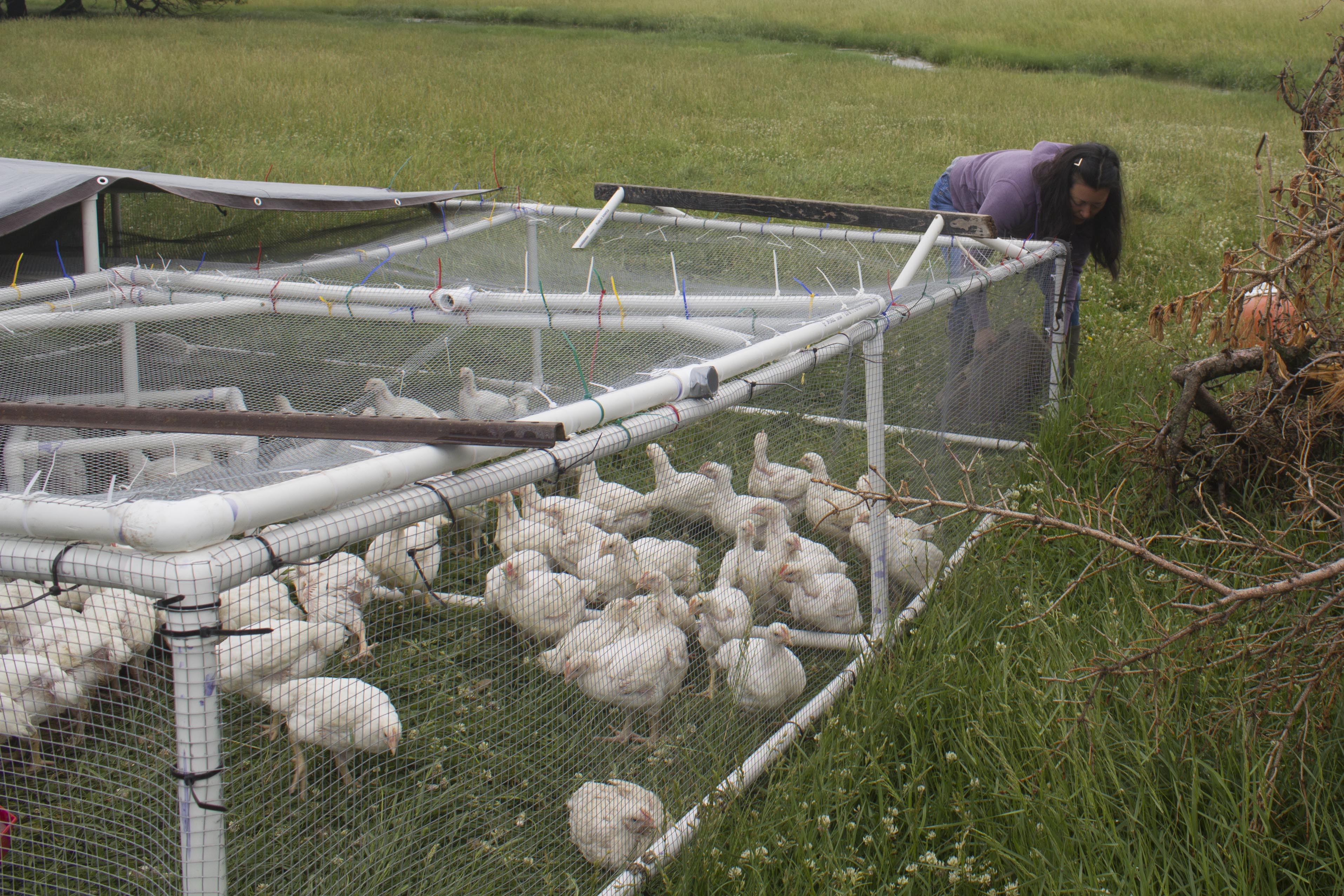 For Farmers, Rotating Livestock Pays Off - Science Friday
