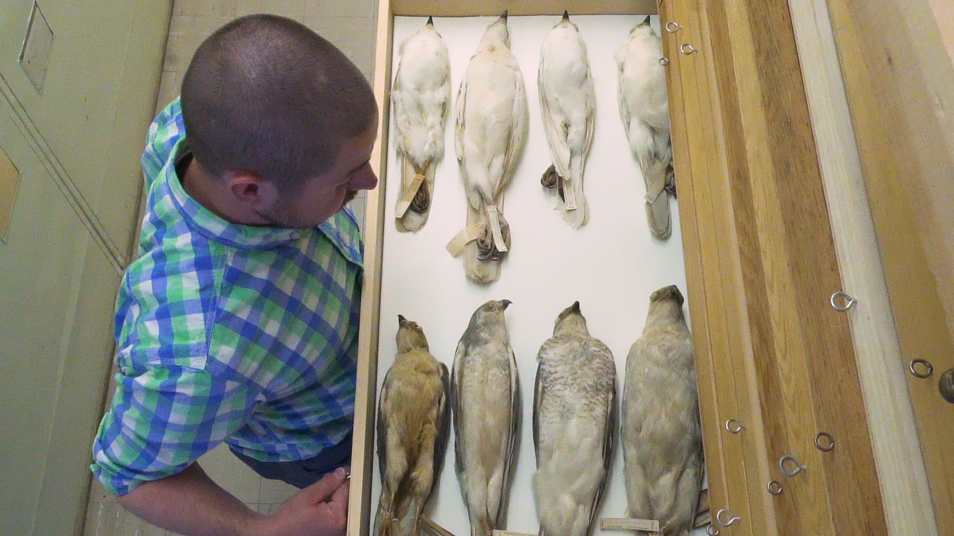 It's A Bird! It's A Plane! It's Snarge! - Science Friday