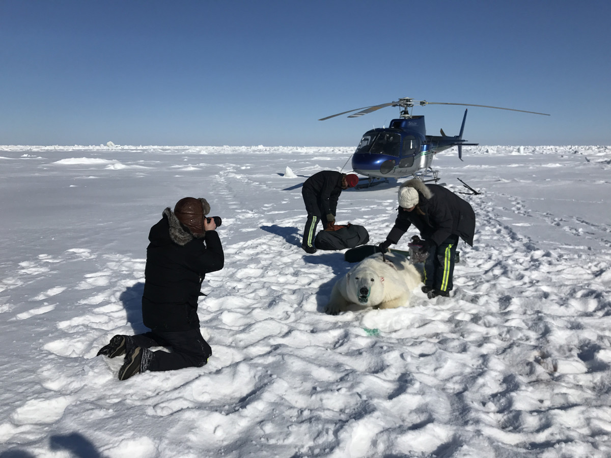 How To Film A Polar Bear