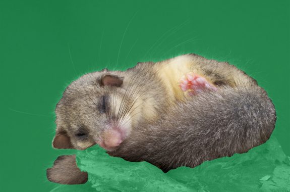 Are Edible Dormice The Key To The Fountain Of Youth?