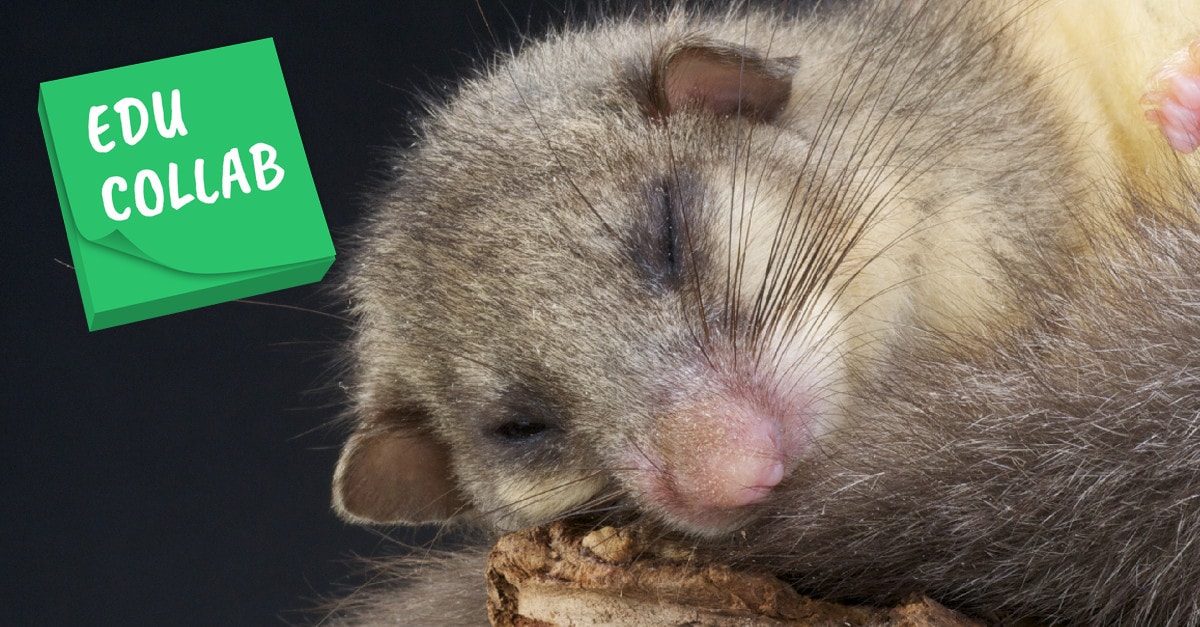 Are Edible Dormice The Key To The Fountain Of Youth?