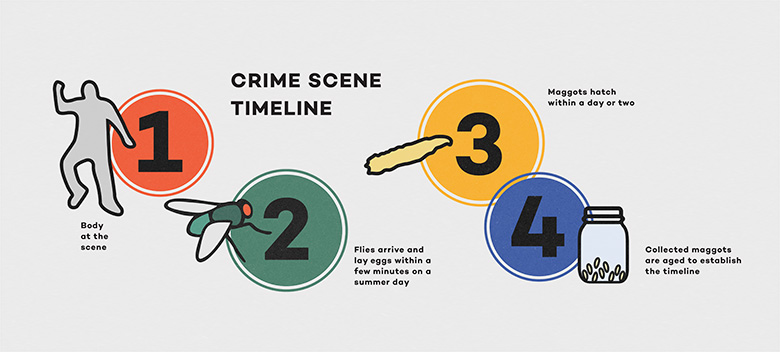 Smell That? It's Forensic Entomology At The Body Farm