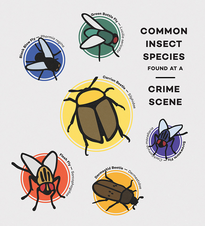 Smell That? It's Forensic Entomology At The Body Farm