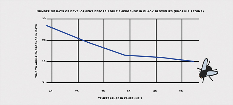 Smell That? It's Forensic Entomology At The Body Farm