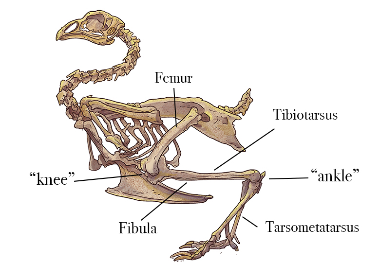 How Do You Figure Out How Dinosaurs Walked?