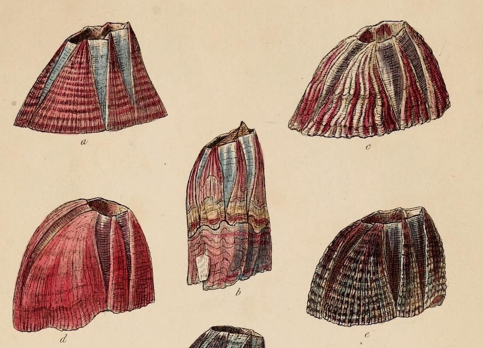 Charles Darwin’s Lesser-Known Eccentric Exploits