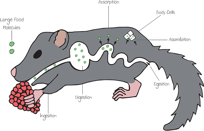 Are Edible Dormice The Key To The Fountain Of Youth?