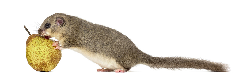 Are Edible Dormice The Key To The Fountain Of Youth?