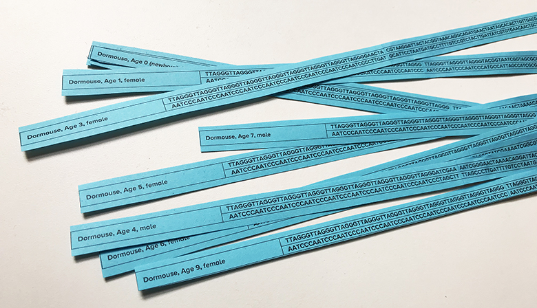 Are Edible Dormice The Key To The Fountain Of Youth?