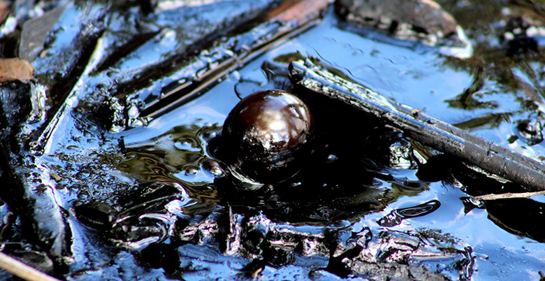 Bring The La Brea Tar Pits To Your Backyard