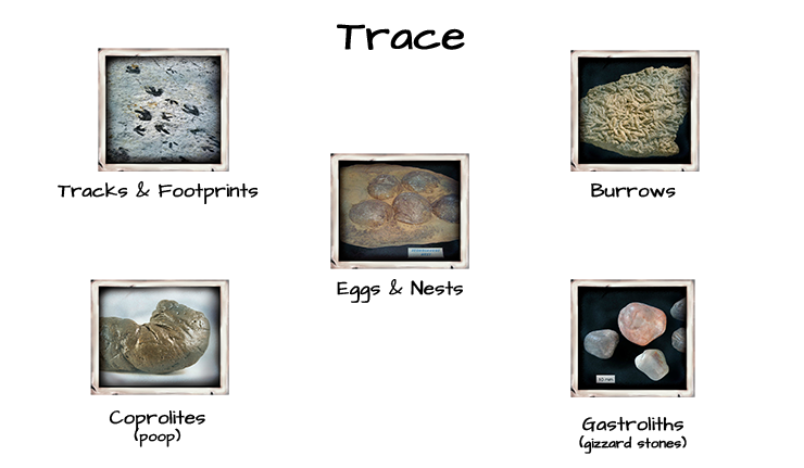 A New Card Game Teaches You How Fossils Form