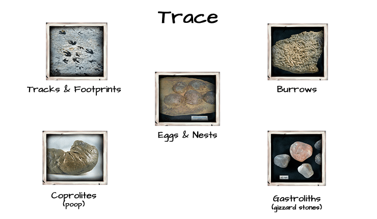 A New Card Game Teaches You How Fossils Form