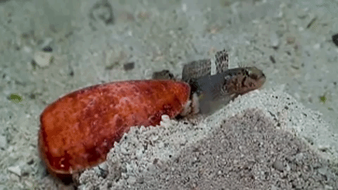 Cone Shell Eating Fish