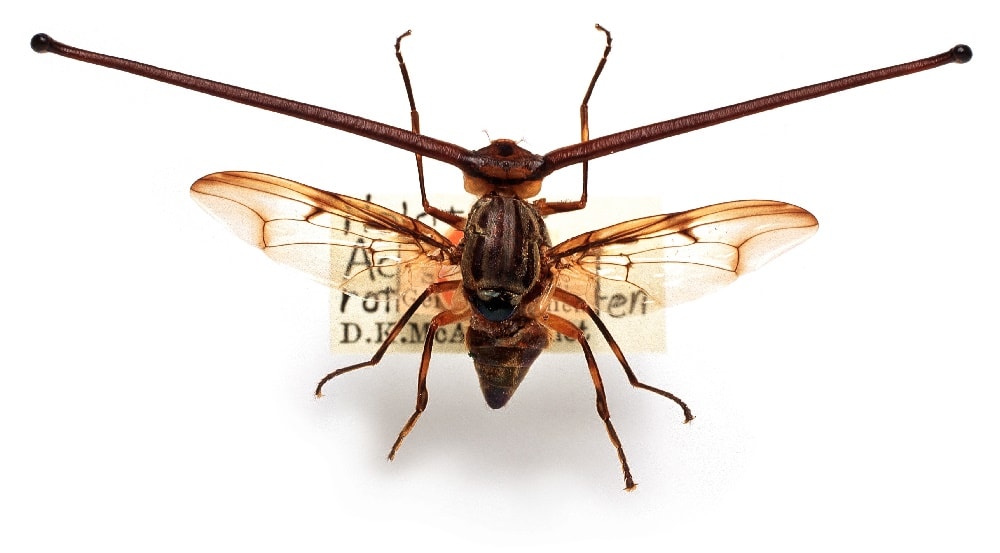 A Tour Of The World's Weird And Wonderful Flies