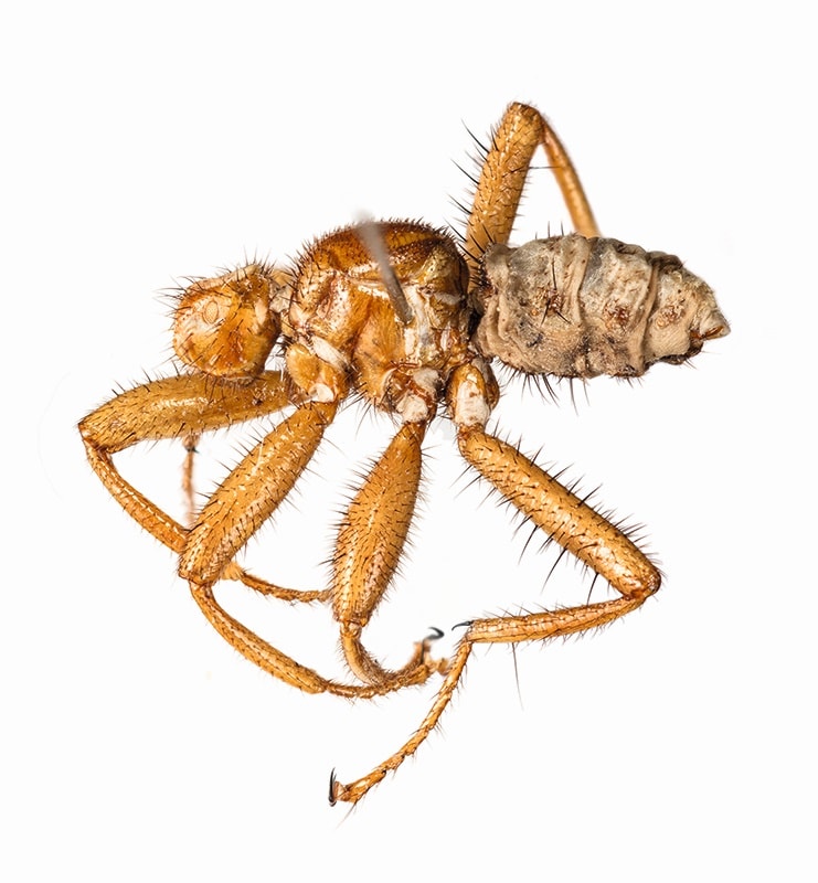 A Tour Of The World's Weird And Wonderful Flies