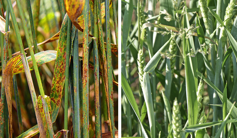 How Do Diseases Spread Between Plants?