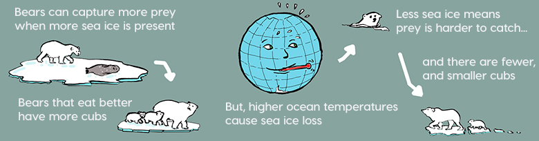 How Shrinking Sea Ice May Be Shrinking Polar Bears
