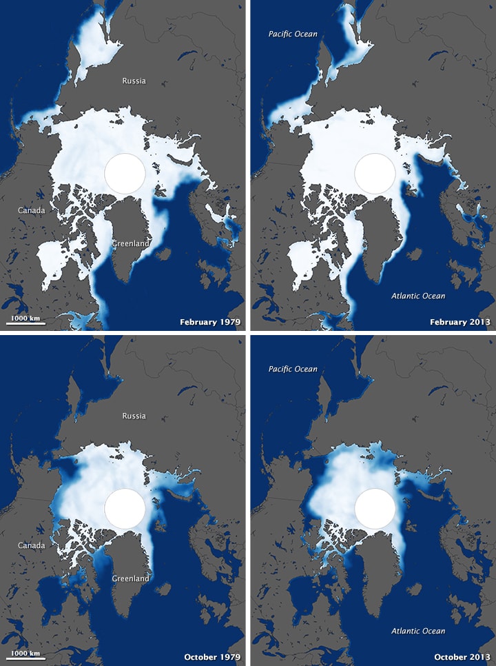 How Shrinking Sea Ice May Be Shrinking Polar Bears