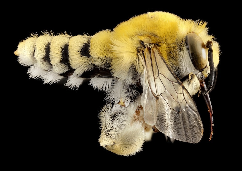 Beyond The Hive: The Weird World Of Native Bees