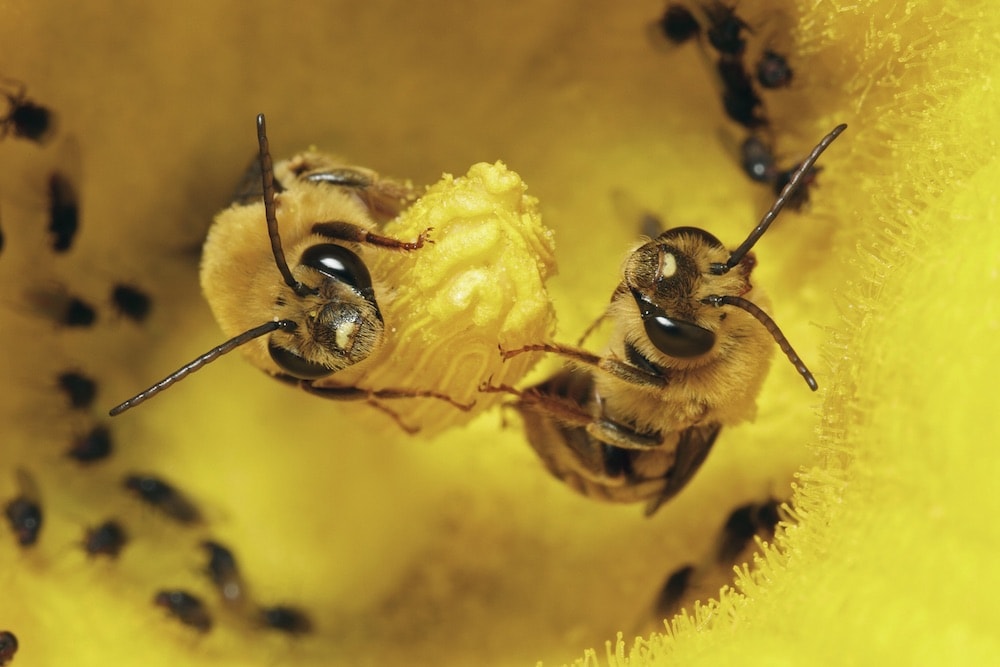 Beyond The Hive: The Weird World Of Native Bees