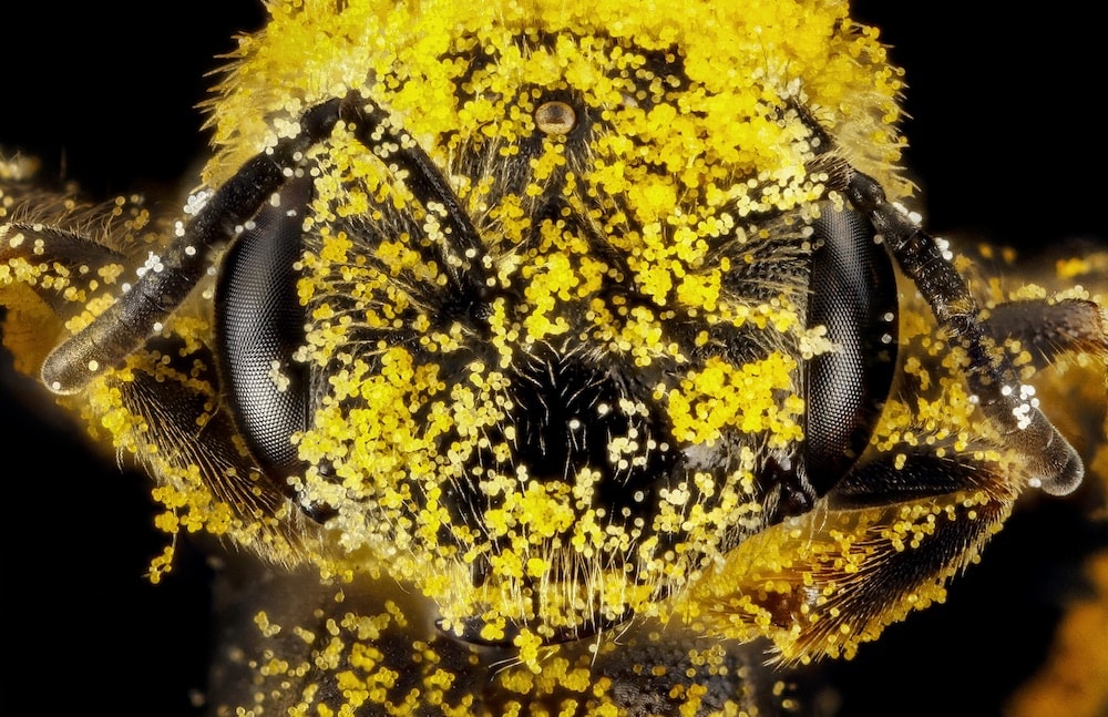 Beyond The Hive: The Weird World Of Native Bees
