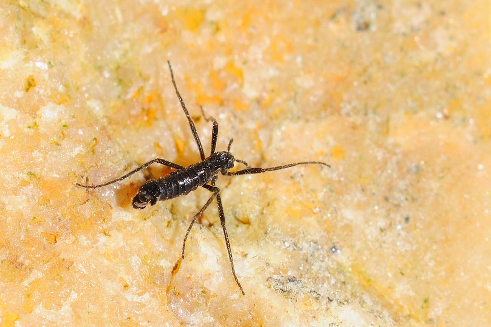 The Frogs And Insects That Freeze