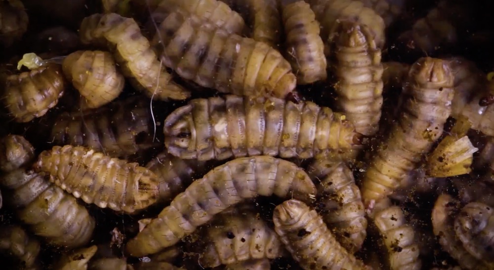 If You Give A Maggot A Cookie…