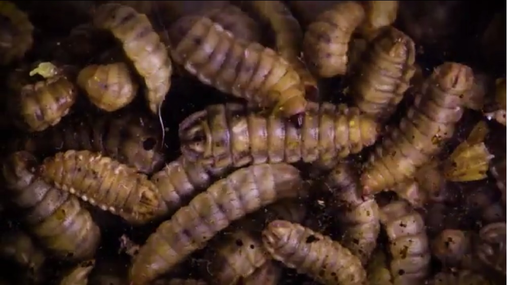 If You Give A Maggot A Cookie…