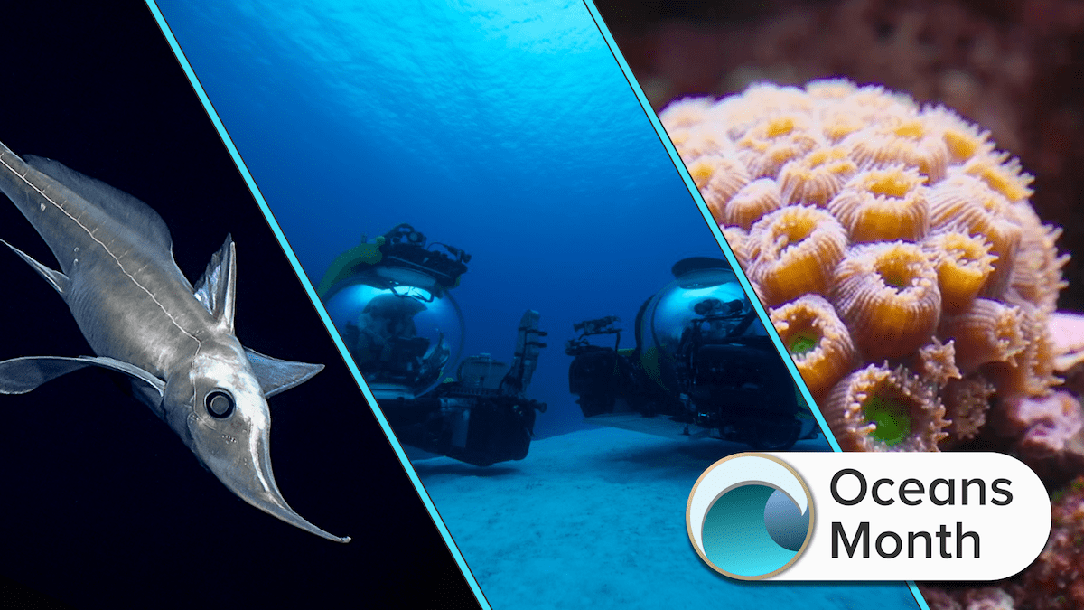 Welcome To Oceans Month