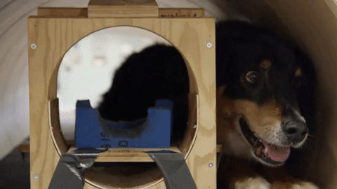 Reading A Dog's Mind - Science Friday