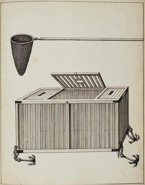 The Seamstress And The Argonaut Shell