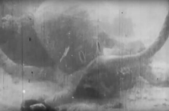 Cephalopod Week, from Science Friday