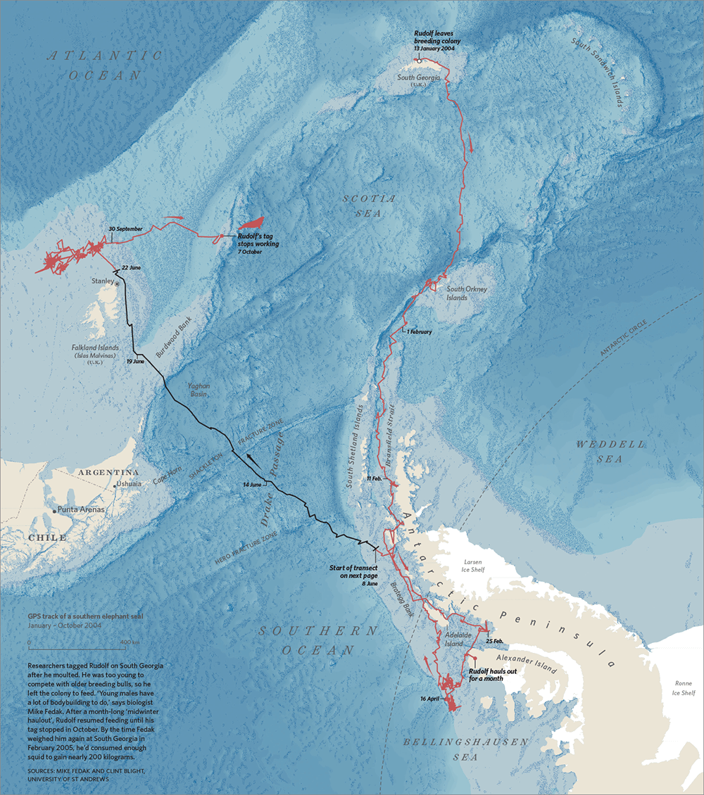 Mapping The Journey Of Marine Animal Migrations