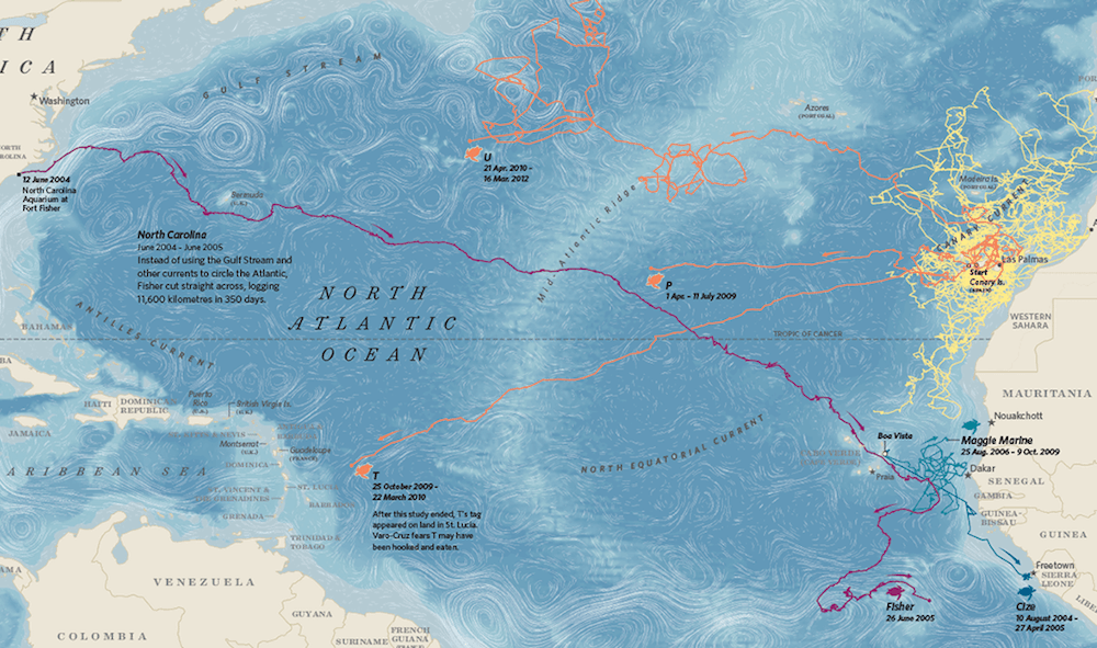 Mapping The Journey Of Marine Animal Migrations