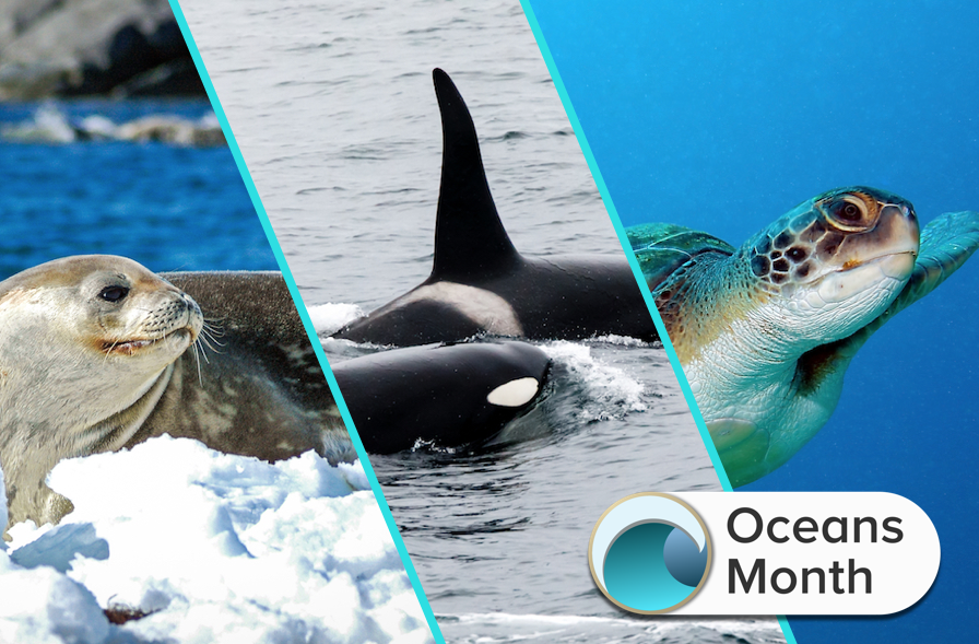 Animals That Migrate In Water