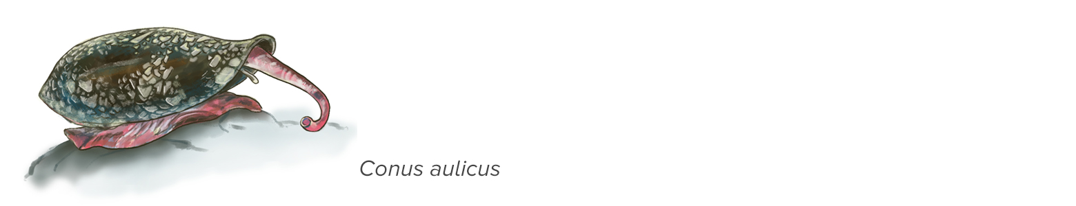 How Do 'Killer Snails' Kill Their Victims?