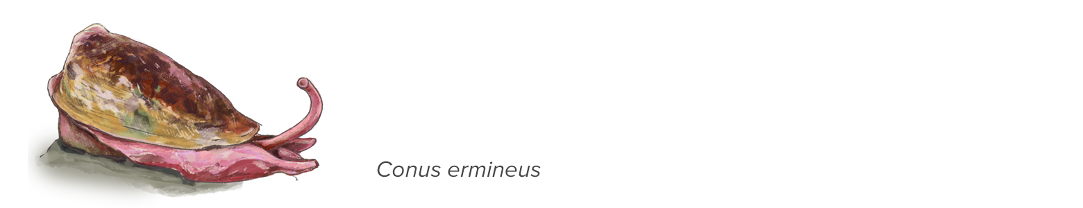 How Do 'Killer Snails' Kill Their Victims?