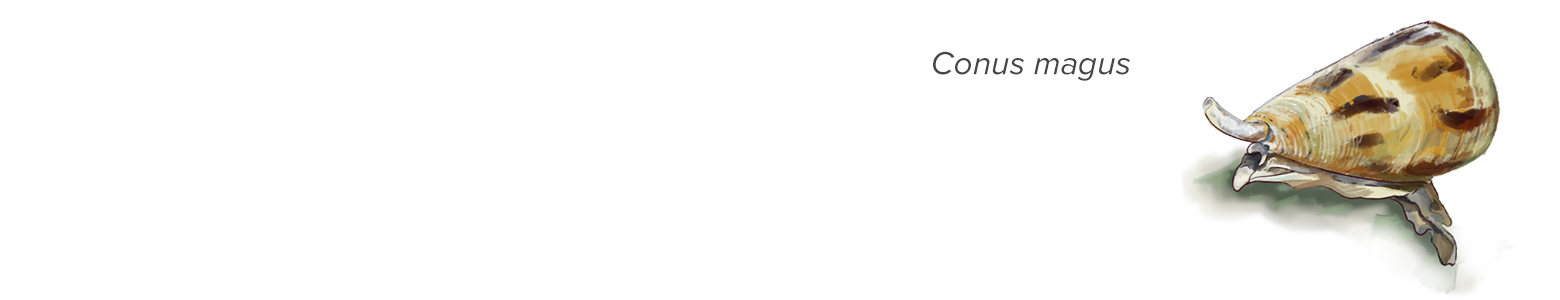 How Do 'Killer Snails' Kill Their Victims?